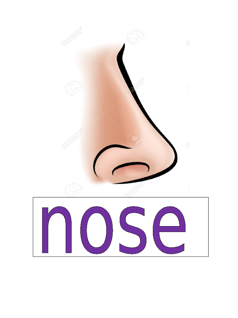 Nose | PDF