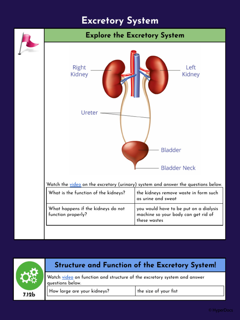 Excretory System HyperDoc | PDF | Kidney | Human Body
