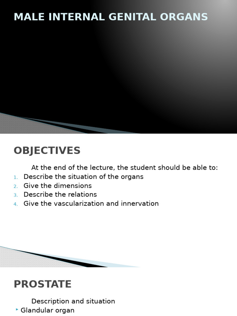 Male Internal Genital Organs Overview | PDF | Prostate | Pelvis