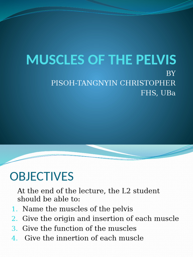 Muscles of the Pelvis | PDF | Pelvis | Soft Tissue