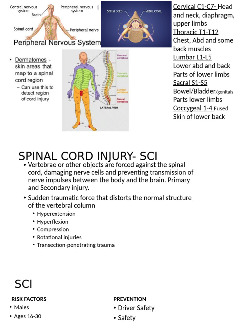 Spinal Cord Injury STUDENT | PDF | Spinal Cord Injury | Vertebral Column