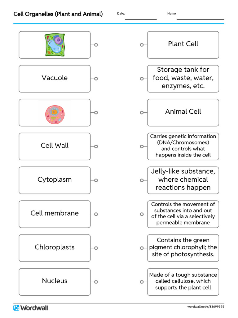 Cell Organelles Plant and Animal Match Up Line Drawing | PDF