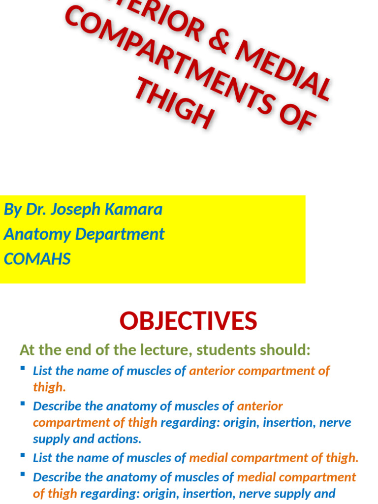 02 Anterior & Medial Compartments of Thigh.2011pptx 2 | PDF | Knee | Hip