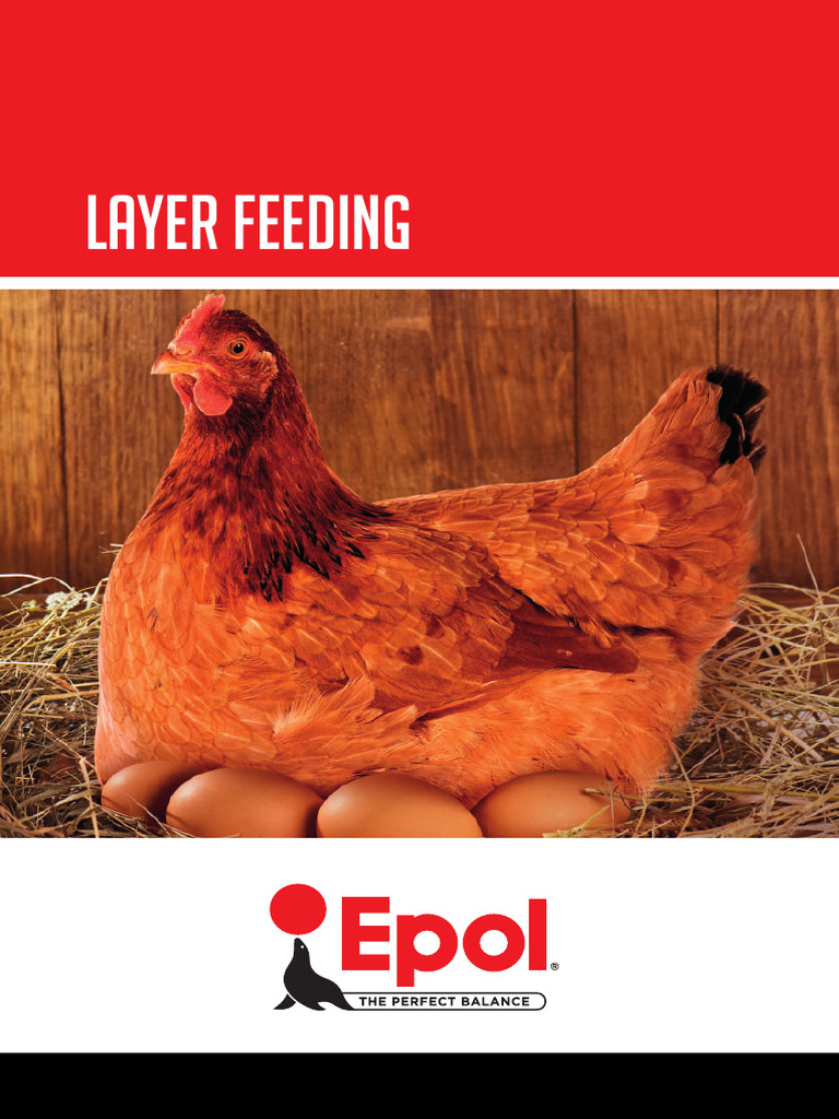 Optimizing Layer Feeding for Egg Production | PDF | Chicken | Egg