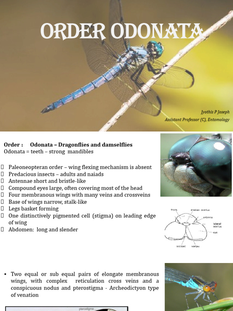 ORDER ODONATA | PDF | Dragonfly | Arthropods