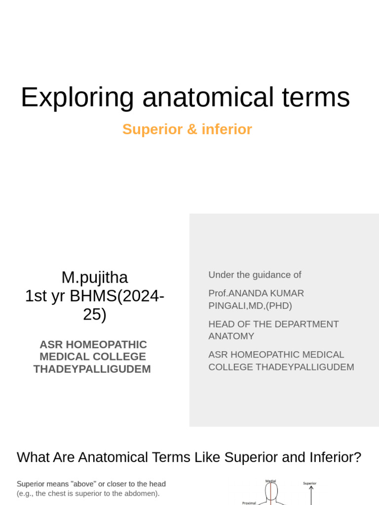 Anatomical Positions (Superior and Inferior) by M. Pujitha BHMS 1ST ...