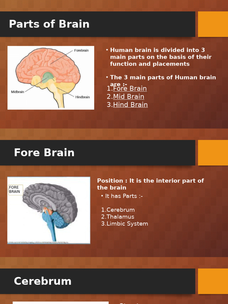 Overview of Human Brain Parts | PDF