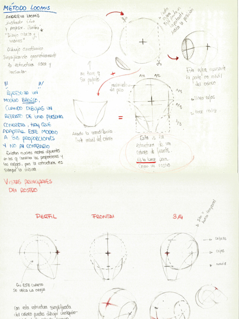 Proporciones Del Rostro. Isa | PDF