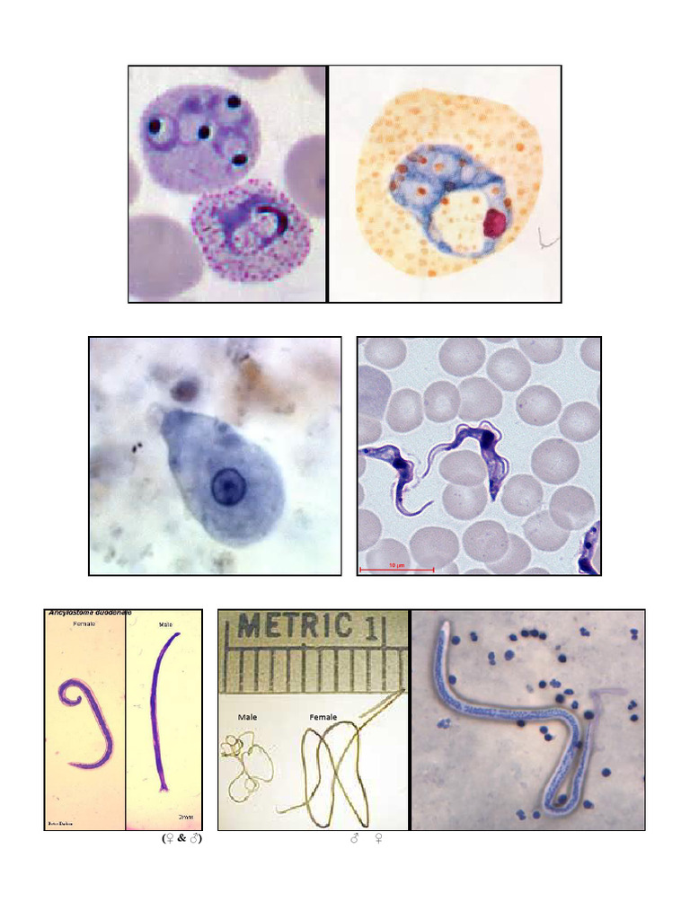 Study of Parasites | PDF
