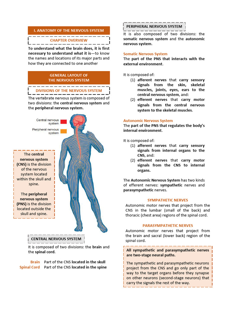 [Psych 130] Week 4 Notes | PDF | Cerebral Cortex | Central Nervous System