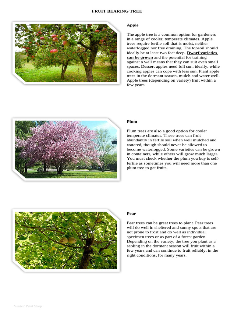 Non-Fruit Bearing Trees in the Philippines | PDF | Trees | Apple