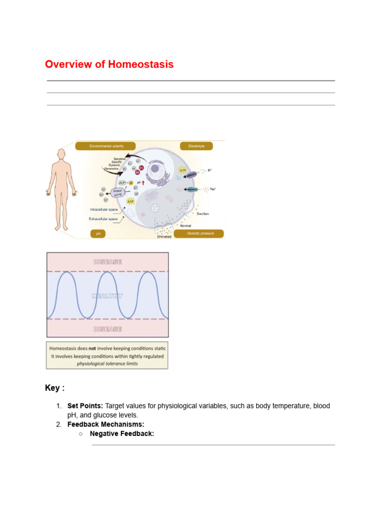 Class Note - A-level-Homeostasis | PDF | Homeostasis | Hormone