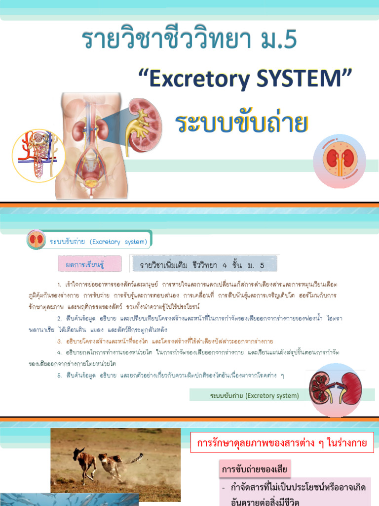 Excretory system แก้ไขล่าสุด | PDF