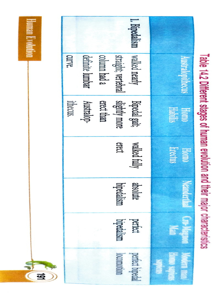 Stages of Human Evolution Explained | PDF | Homo | Human Evolution