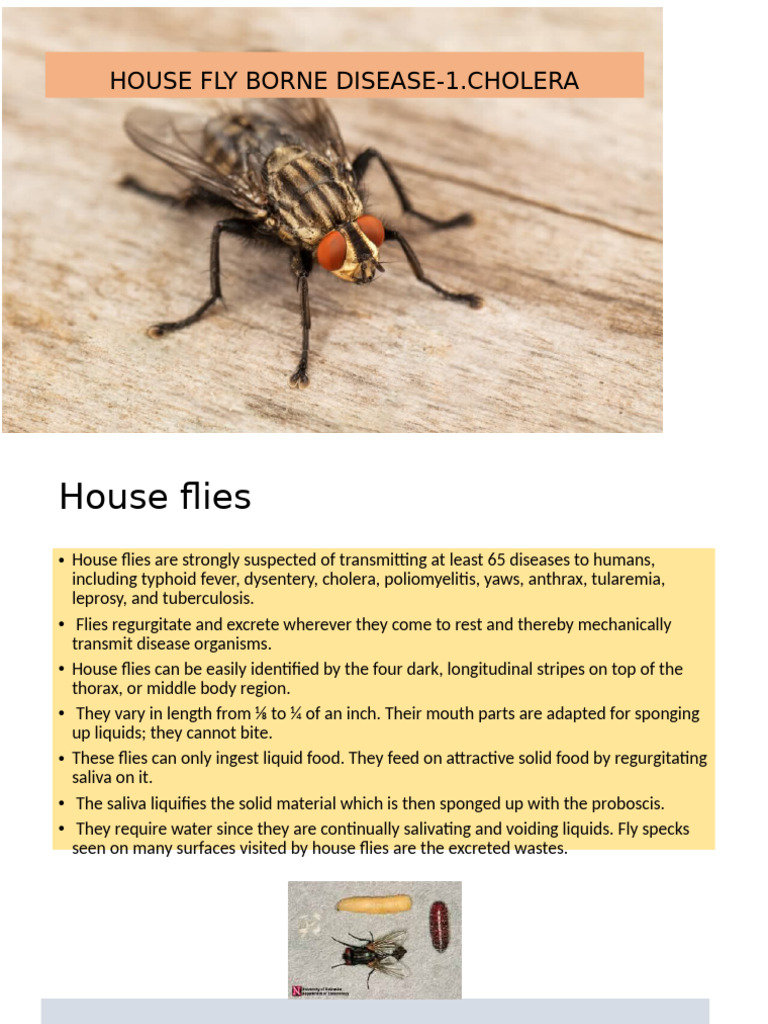 House Fly Borne Disease-1 | PDF | Cholera | Diarrhea