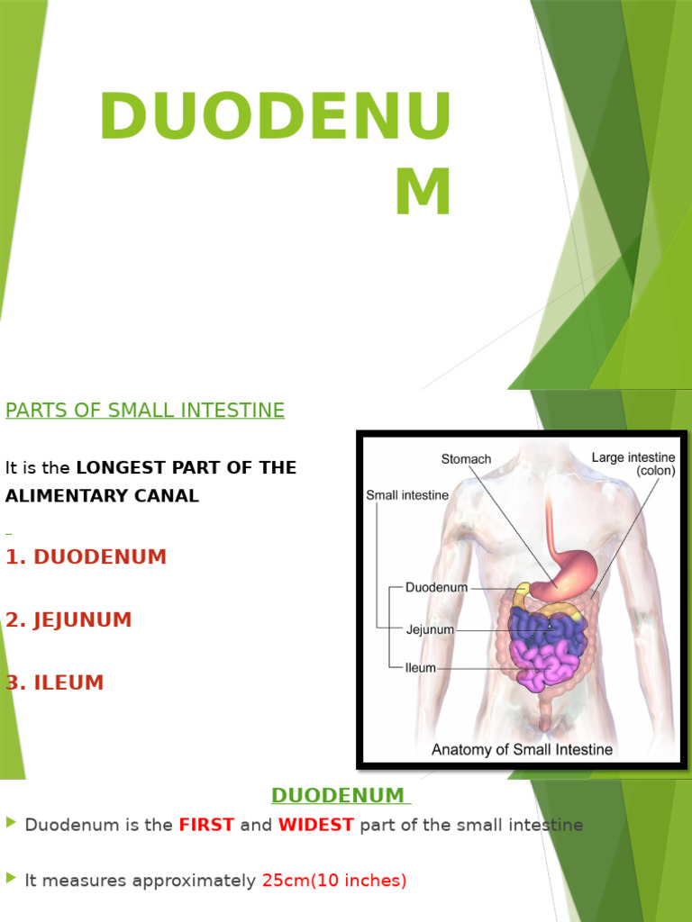 Duodenum 1 | PDF | Pancreas | Anatomy