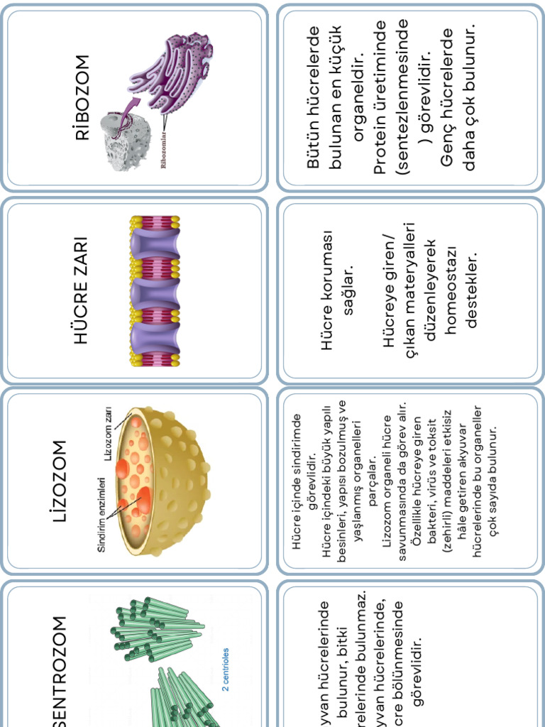 Minimalist Biology Cell Organelles Science Flash Cards -2 | PDF
