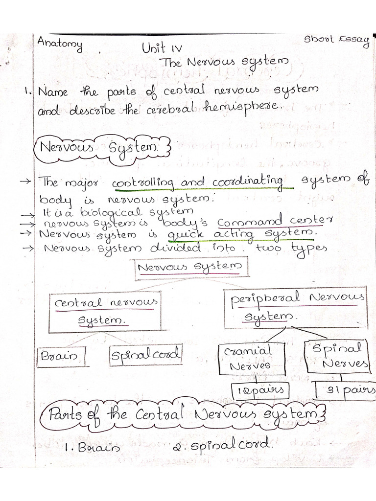Nervous System Short Essay Anatomy | PDF