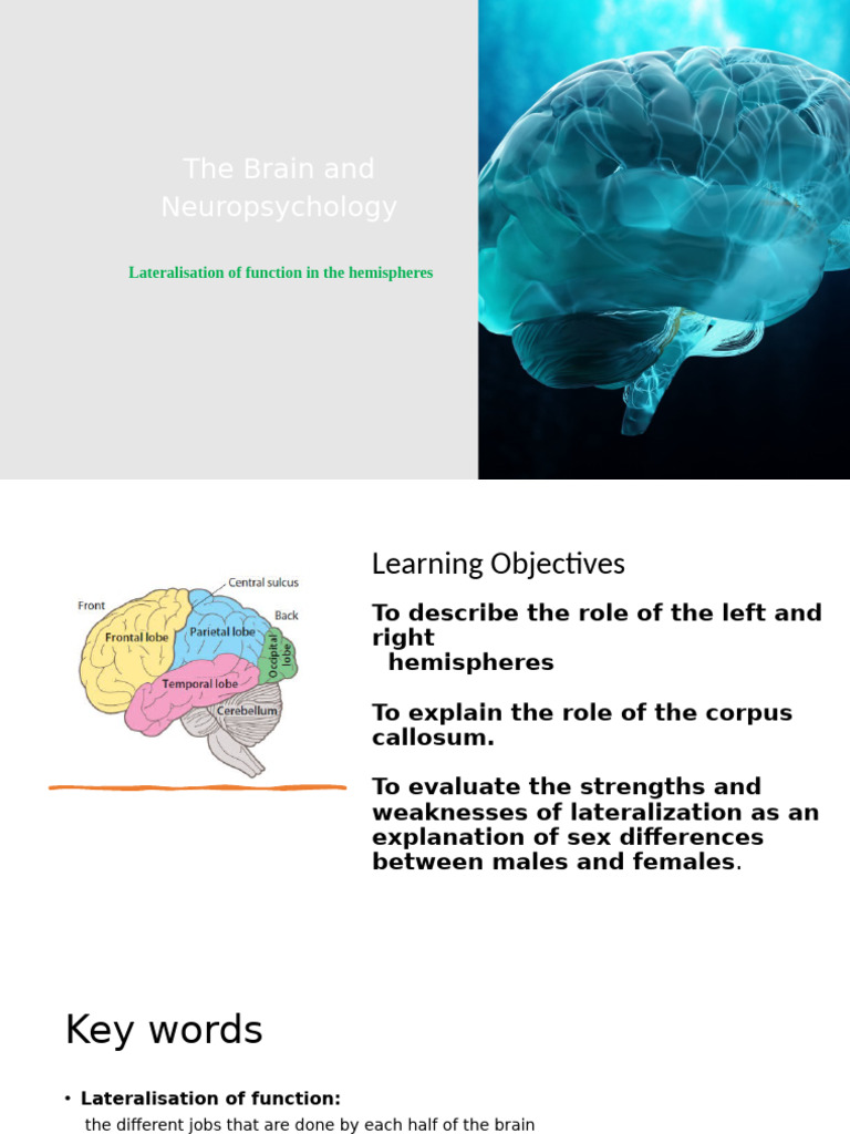 lateralisation | PDF | Lateralization Of Brain Function | Cerebral Hemisphere