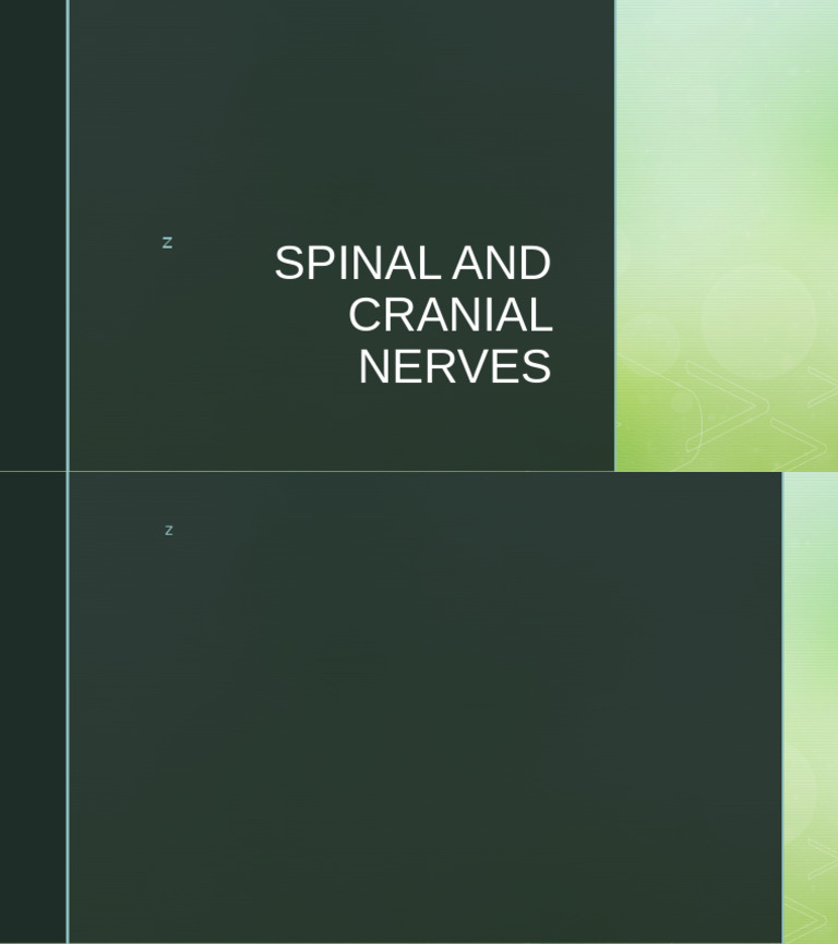 Spinal and Cranial Nerves Overview | PDF