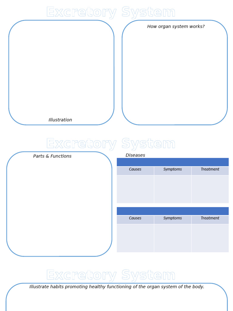 Human Body System Activity Outline | PDF