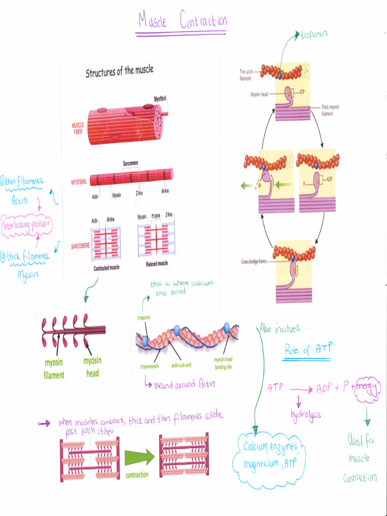 Sliding Filament Theory Mind Map | PDF