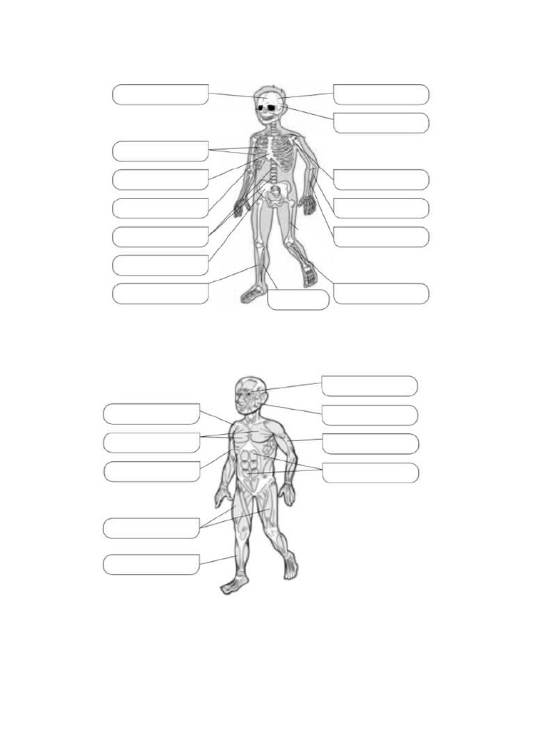 tema 3 CONO huesos y músculos | PDF