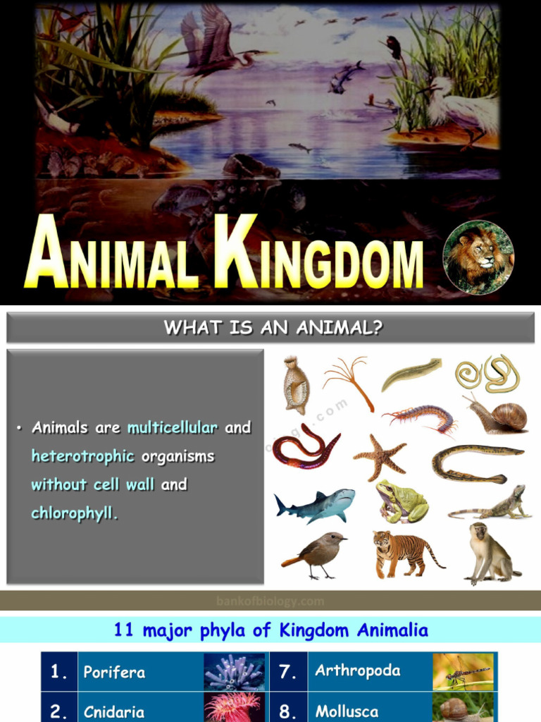 Animal Kingdom Class 11 | PDF