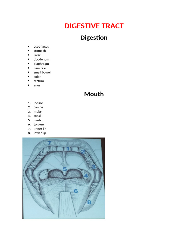 Overview of the Digestive Tract Anatomy | PDF