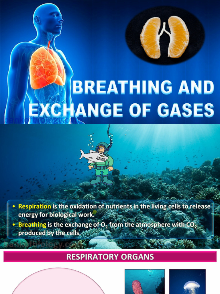17 Breathing and Exchange of Gases - Picture Slides - Demo | PDF