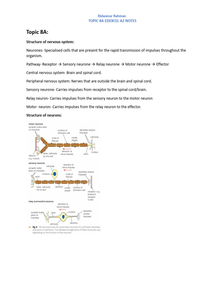 8A The Nervous System and Neurons | PDF | Chemical Synapse | Action ...