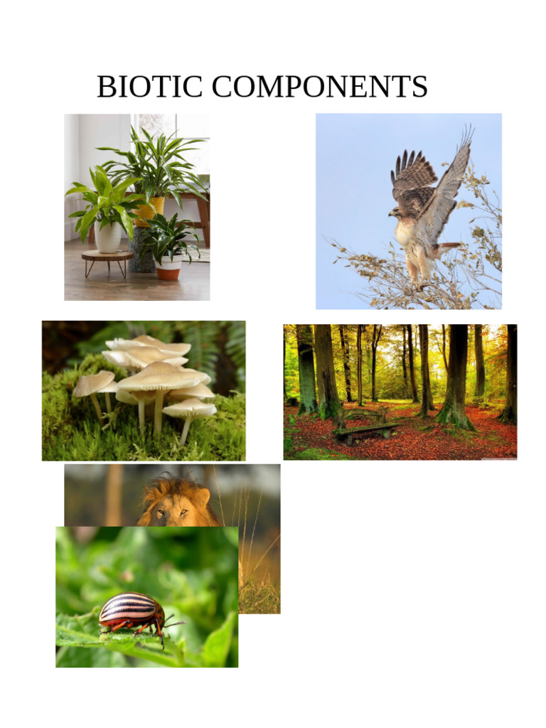 BIOTIC-COMPONENTS | PDF