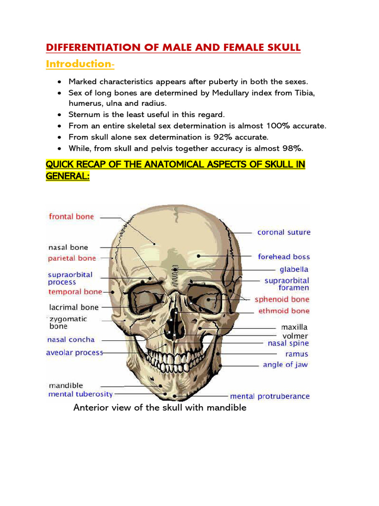 Practical 4 Human Skull 31.05.21 | PDF | Skull | Skeletal System