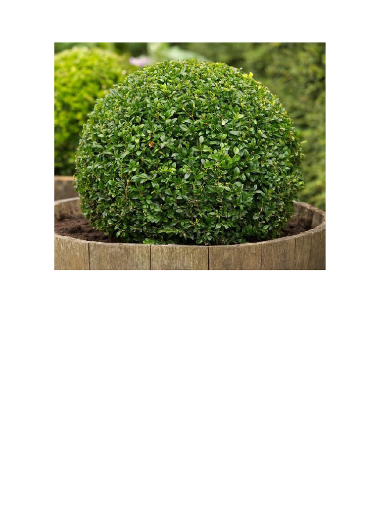 Buxus | PDF