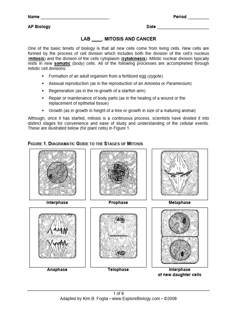 Lab Mitosis Cancer | PDF | Mitosis | Cell Biology