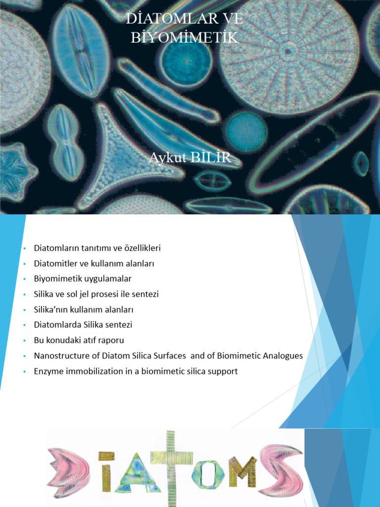 Diatom silica formation | PDF