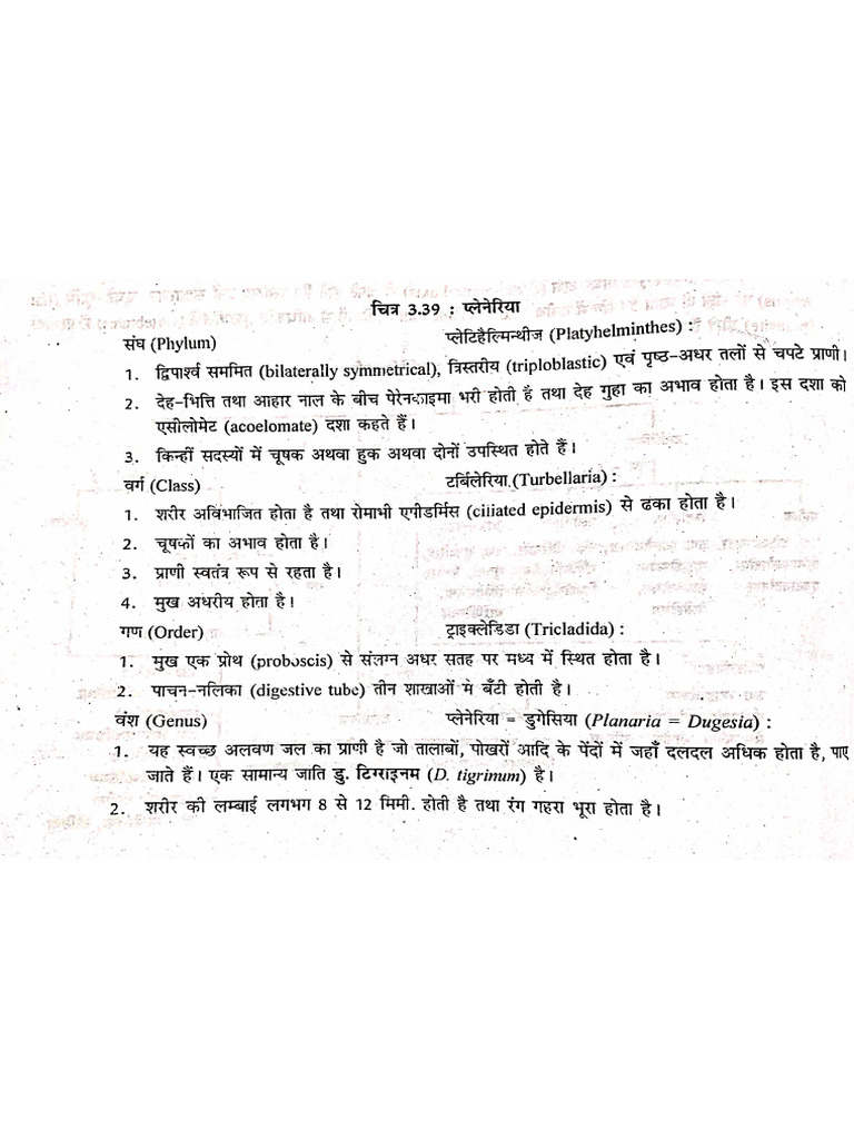 Phylum Platyhelminthes (Hindi Medium) | PDF