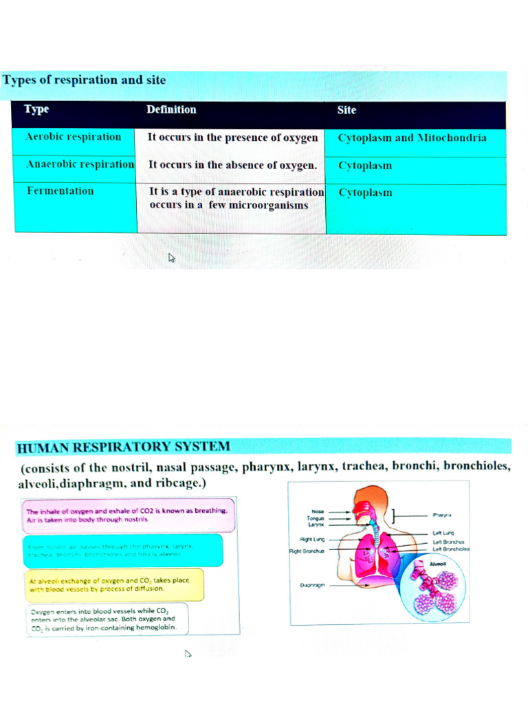 Respiration (At A Glance) Class10 | PDF