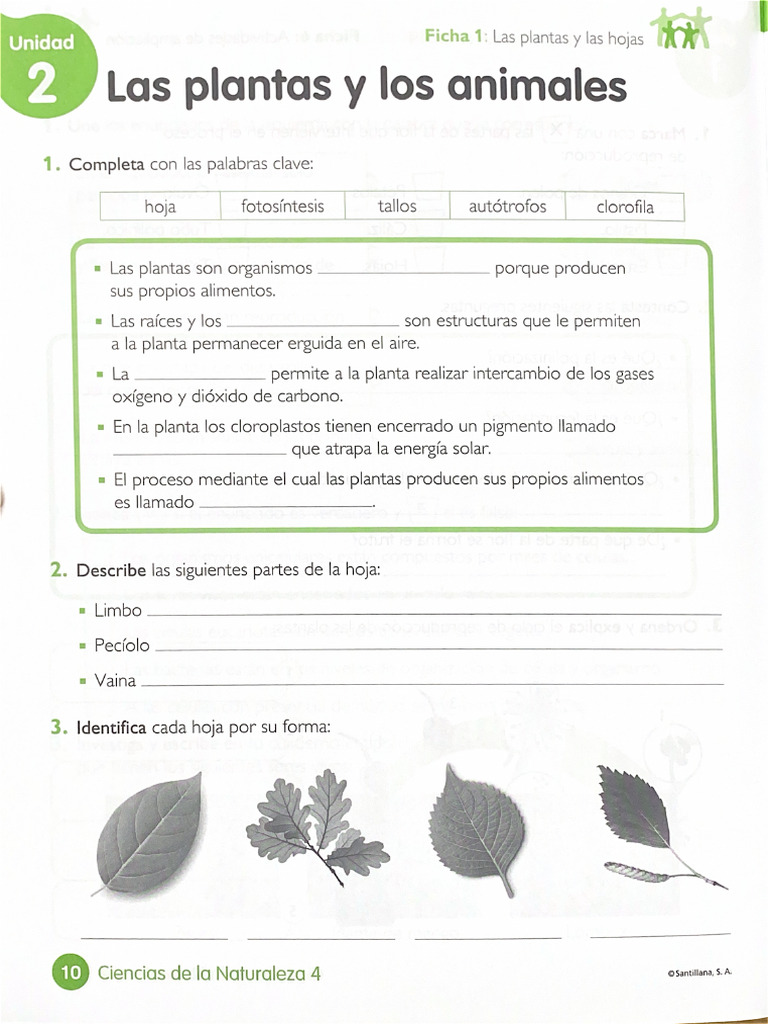 Ejercicio La Fotosintesis Y Hojas | PDF