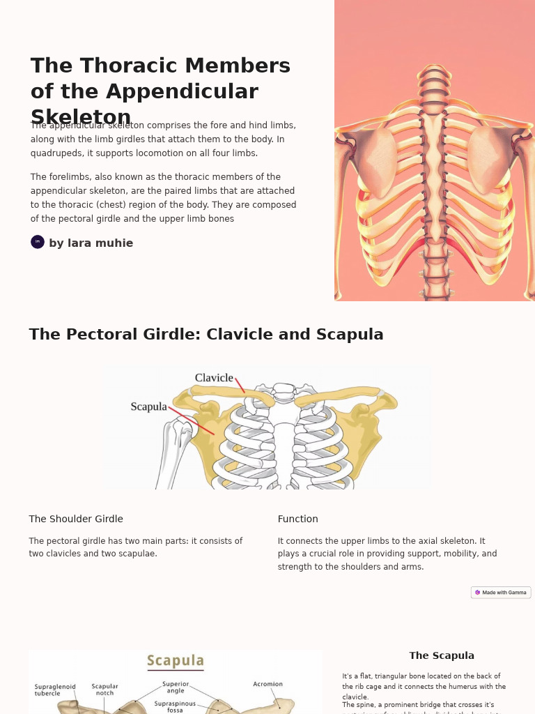 the appendicular skeleton. | PDF | Elbow | Musculoskeletal System