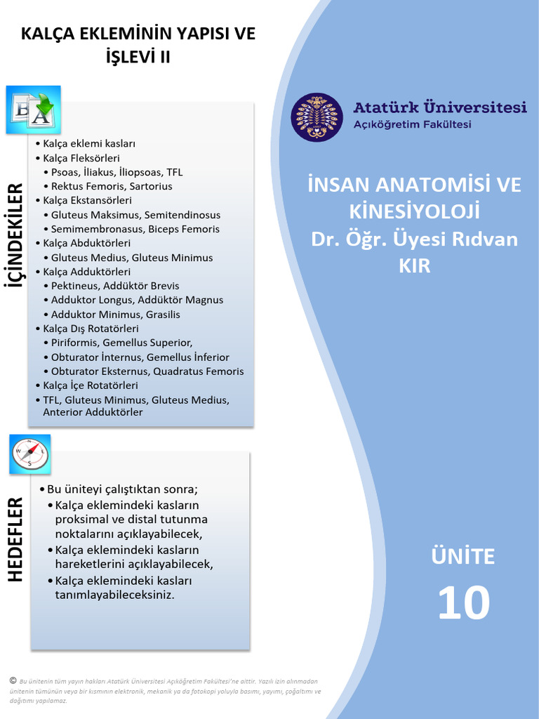 İnsan Anatomisi Ve Kinesiyoloji - 10.ünite Kalça Ekleminin Yapısı Ve ...