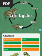 Lizard Life Cycle | PDF