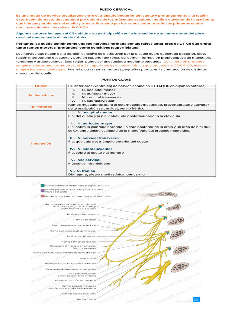 Plexo Cervical: Estructura e Inervación | PDF | Anatomía de los ...