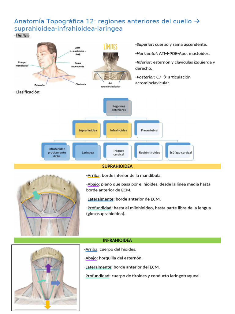 Anatomía Topográfica 12 REG. ANTERIORES CUELLO | PDF | Laringe | Cabeza y cuello humanos