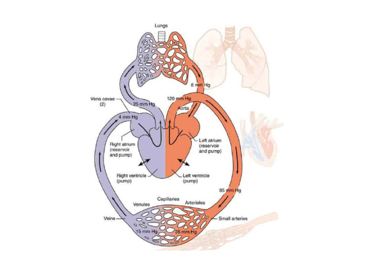 Circulatory System Poster | PDF