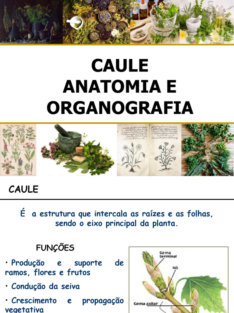 aula 4 caule anatomia e morfologia | PDF | Botânica | Áreas da Botânica