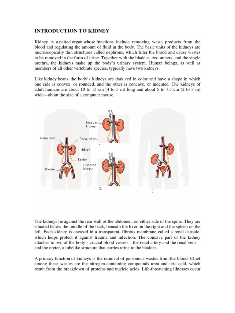 Kidney | PDF | Kidney | Urinary System