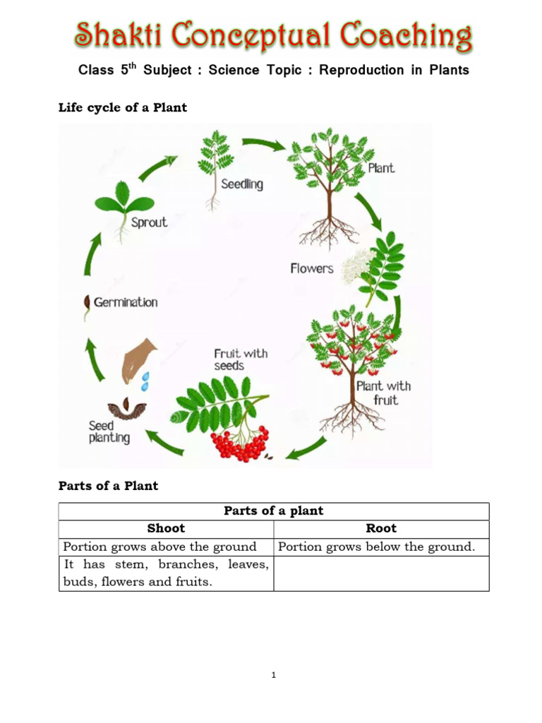 Reproduction in Plants | PDF | Seed | Germination