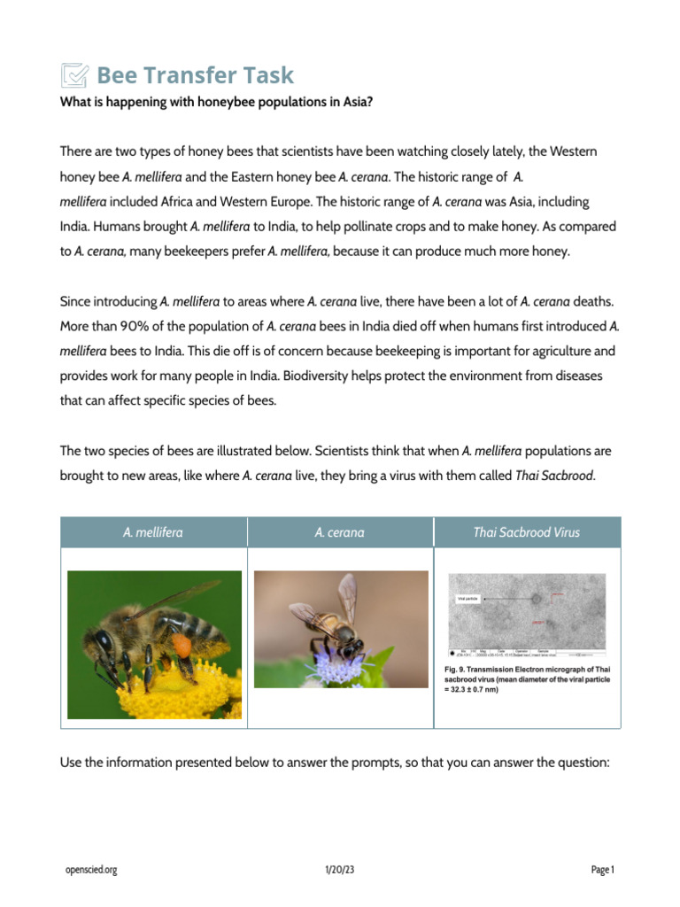Impact of Thai Sacbrood on Asian Bees | PDF | Honey Bee | Western Honey Bee