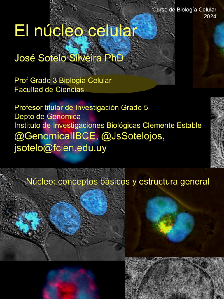 Estructura y Función del Núcleo Celular | PDF | Cromatina | Nucleo celular
